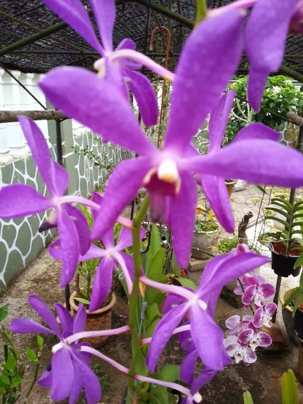 karya ku : paridah ishak: BUNGA ANGGERIK..