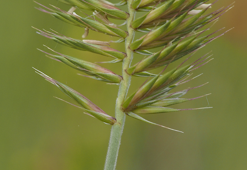 Paseos por la naturaleza: Agropyrum cristatum subsp pectinatum