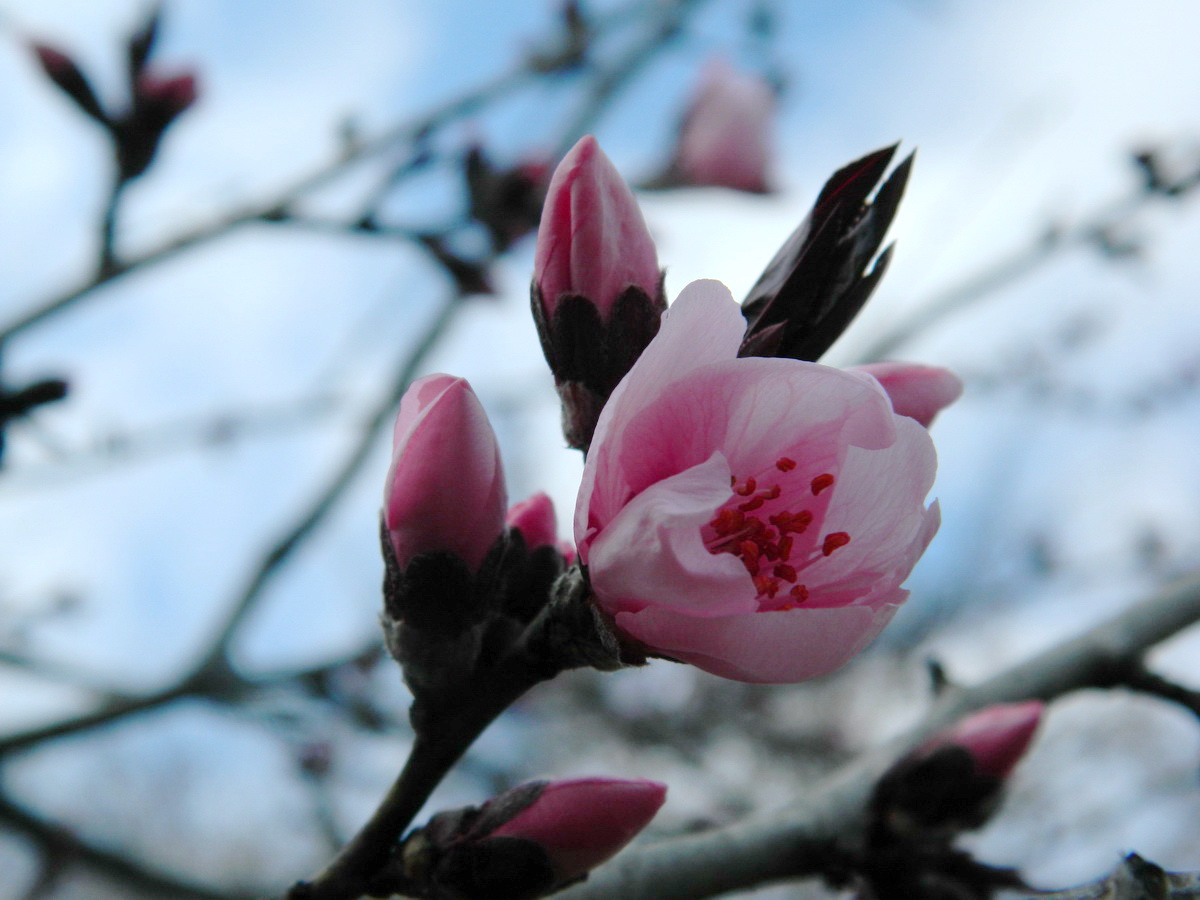 LA MULTI ANI, ROMANIA!: Migdal inflorit