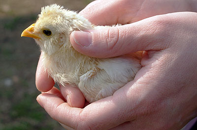 Appunti di Avicoltura - Quando conviene far nascere i pulcini ...