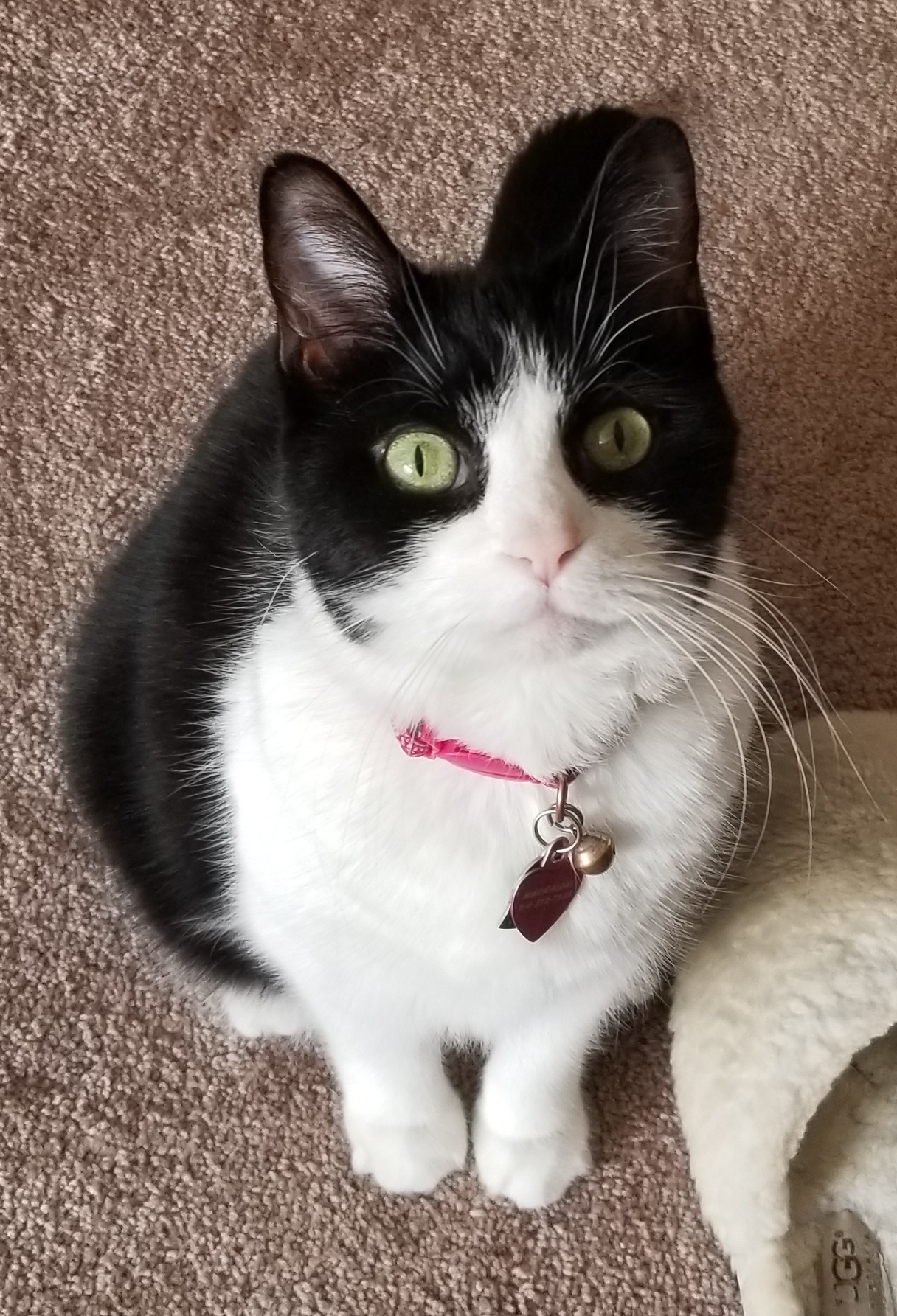 The Soap Lady: Review of Zesty Paws Calming Bites™ for Cats.