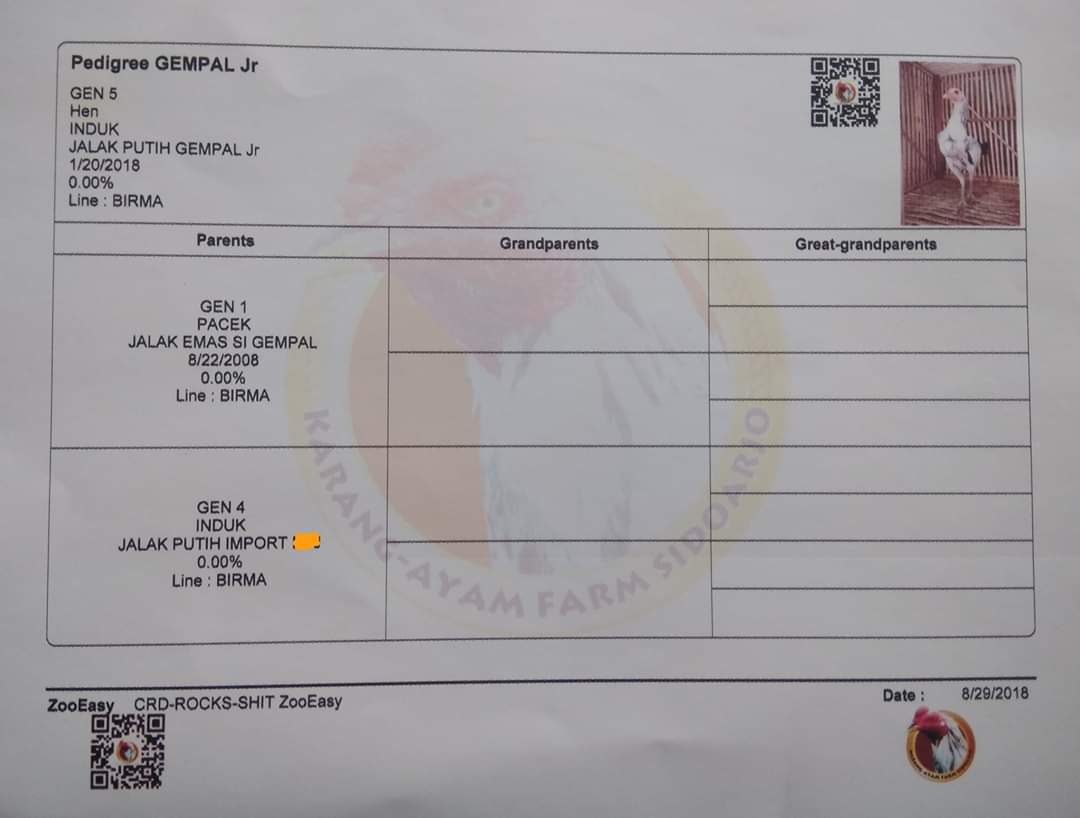 Akte ayam ( sertifikat ) serta pedigree with barcode dan wingband ...