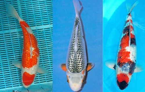 Ikan Koi Kinginrin - Home Gardening