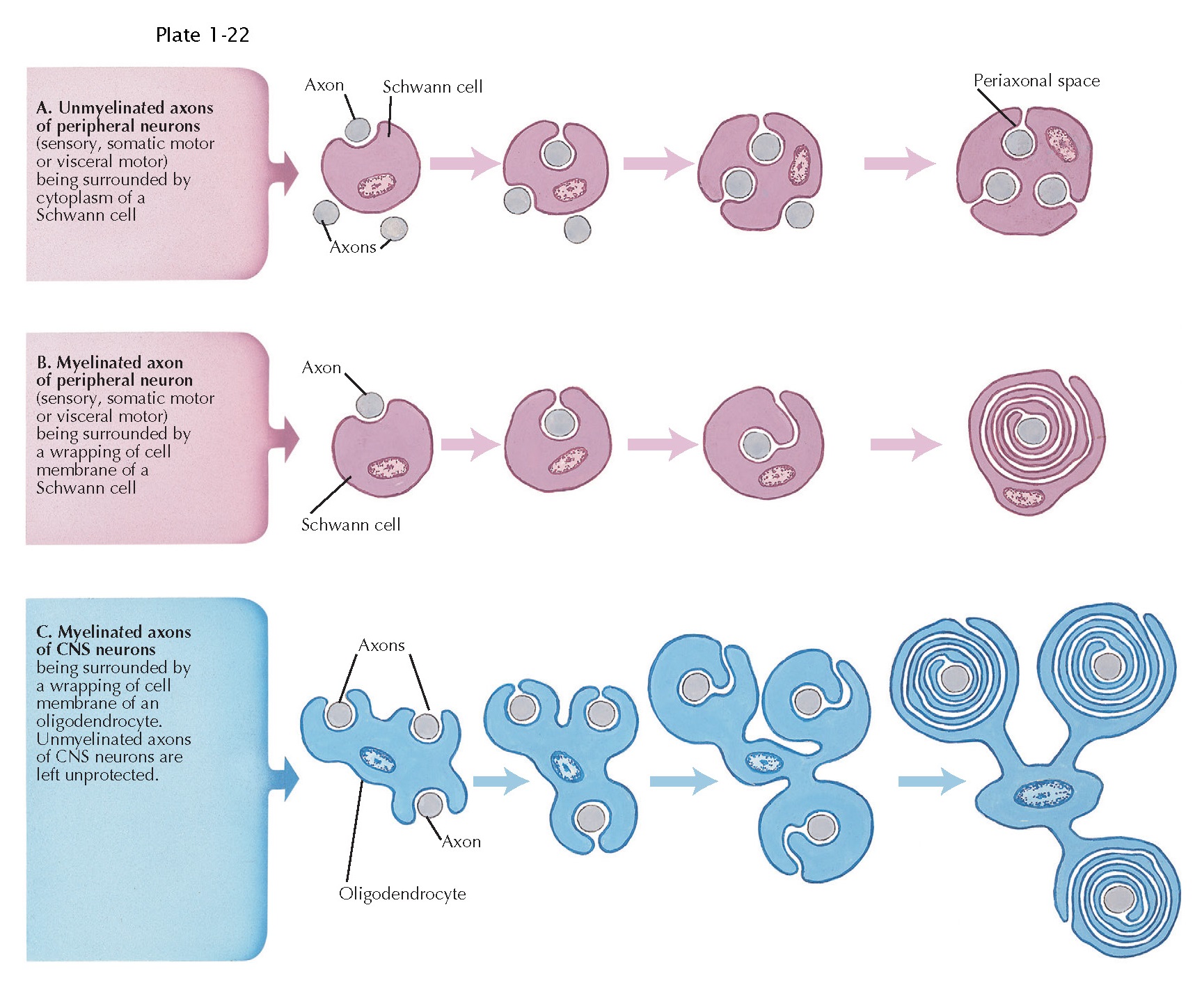 MAKING PERIPHERAL NERVES AND CENTRAL TRACTS - pediagenosis