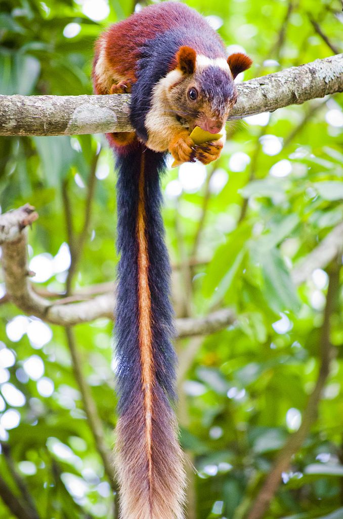 Meet the Malabar giant squirrel, the squirrel so colorful people can’t ...