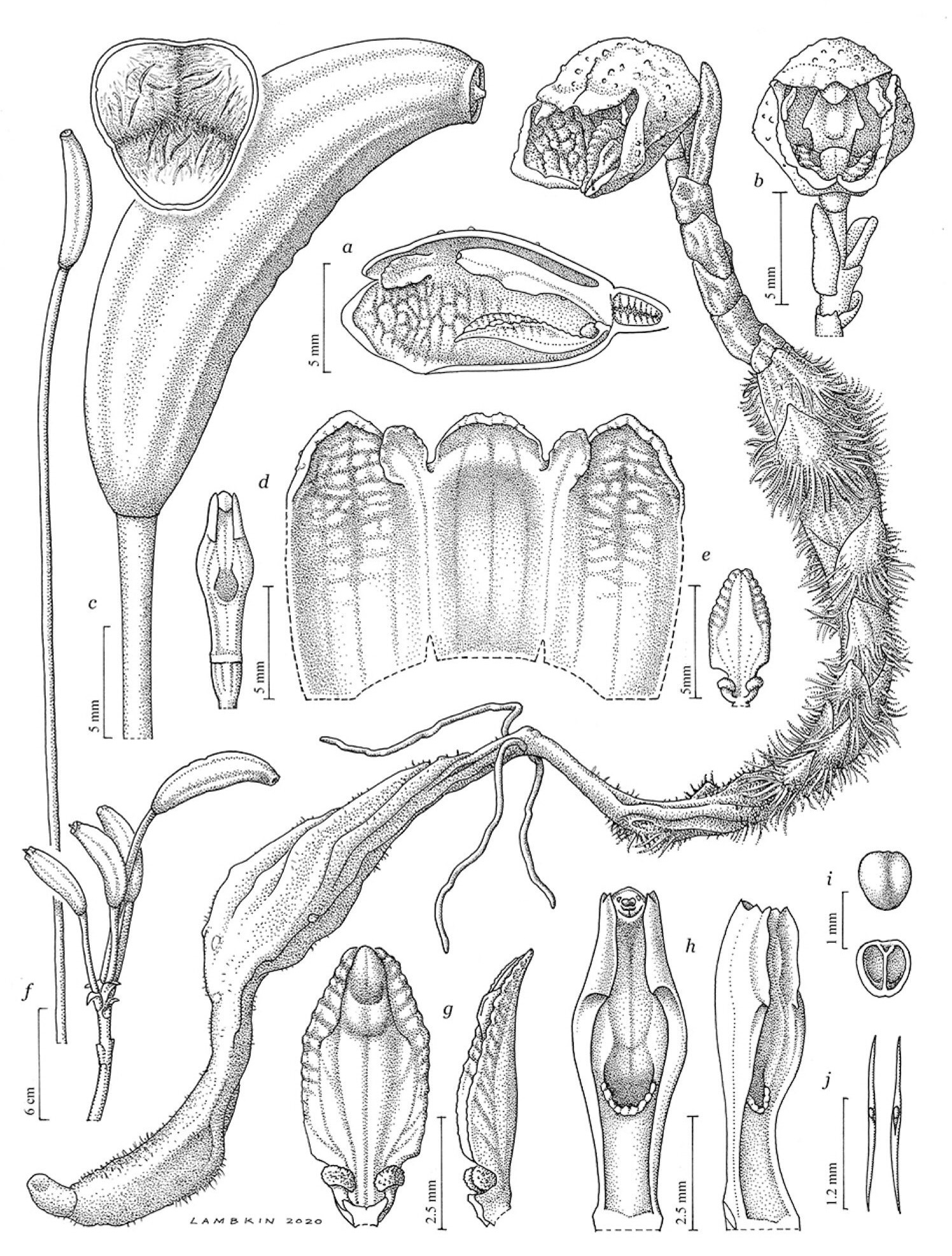 Species New to Science: [Botany • 2020] Gastrodia agnicellus ...
