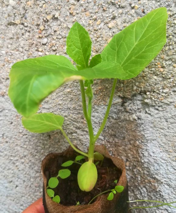 Maxixe - Cucumis Anguria