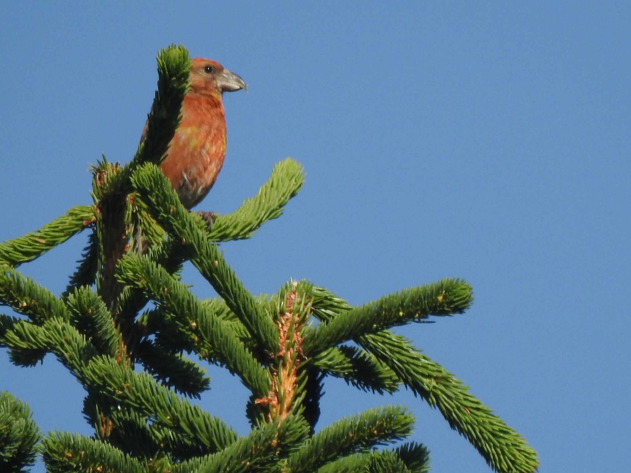 PASARI DIN ROMANIA: FORFECUTA (1), Loxia curvirostra