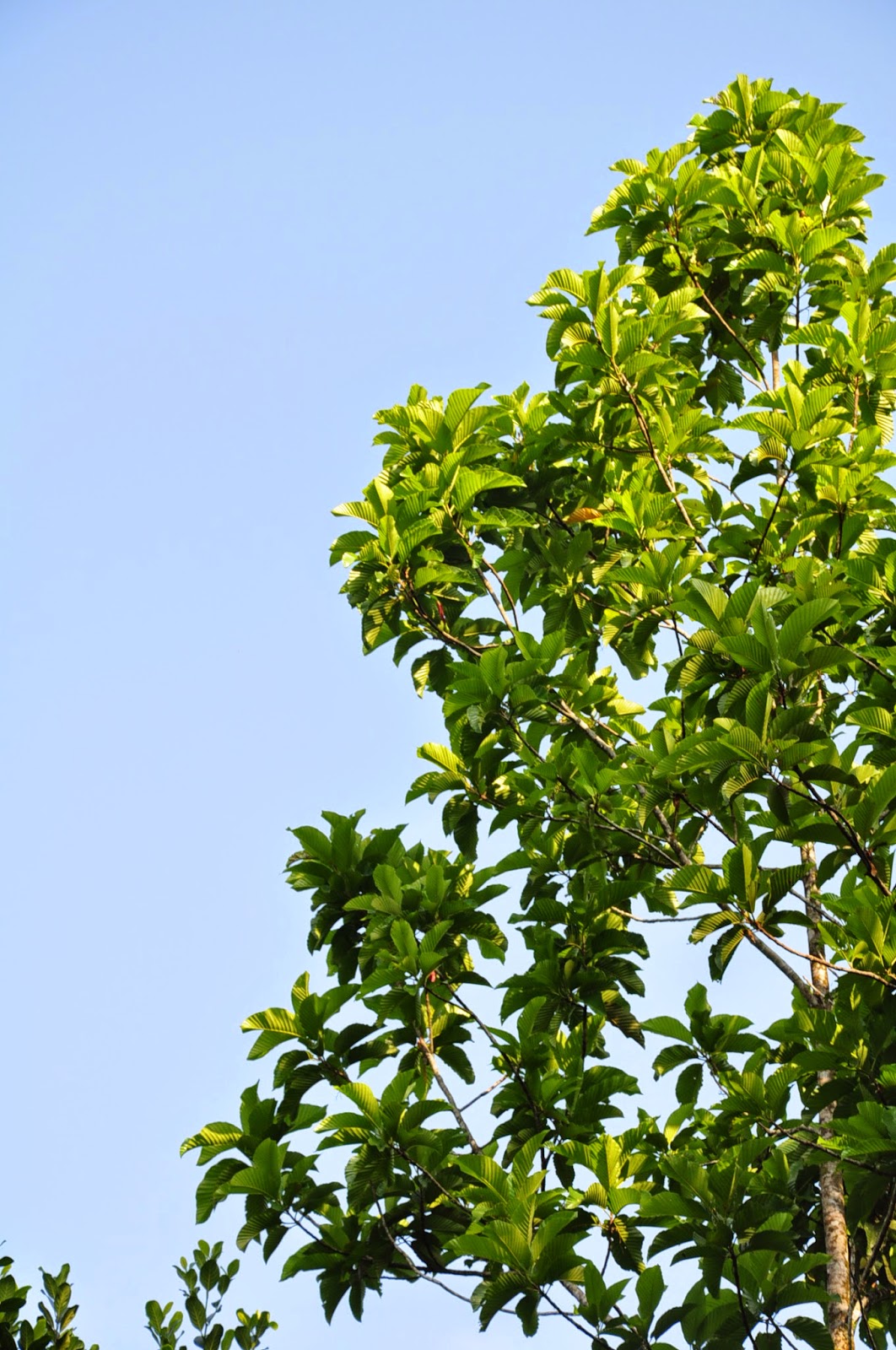 Research Studies on Forest Management in Sri Lanka: Diptero Plantations ...