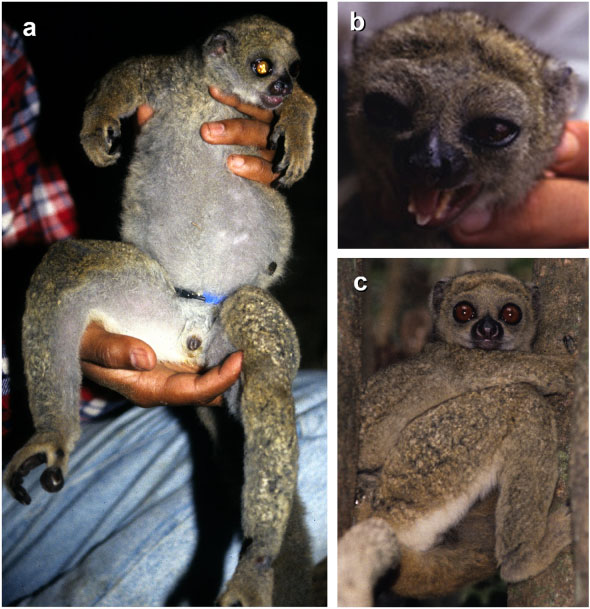 Evolutionary Vertebrate Zoology: Evoluční specialisti na planetě ...