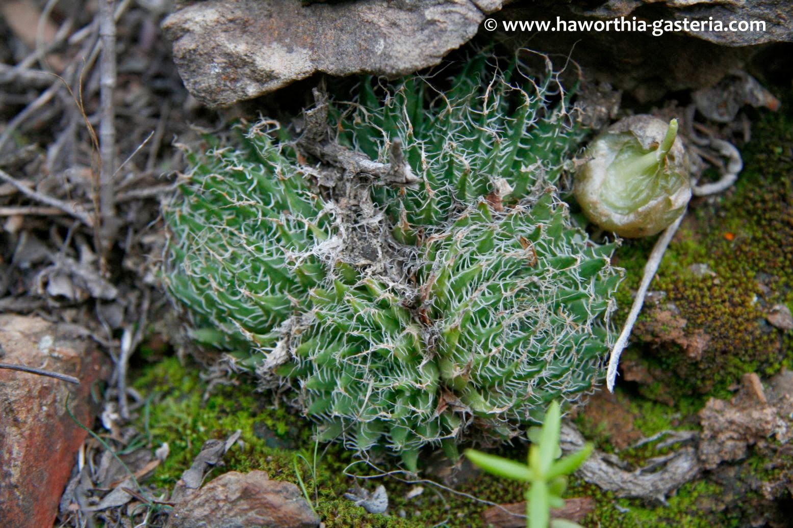 All you wanted to know about Haworthias, Gasterias and Astrolobas ...
