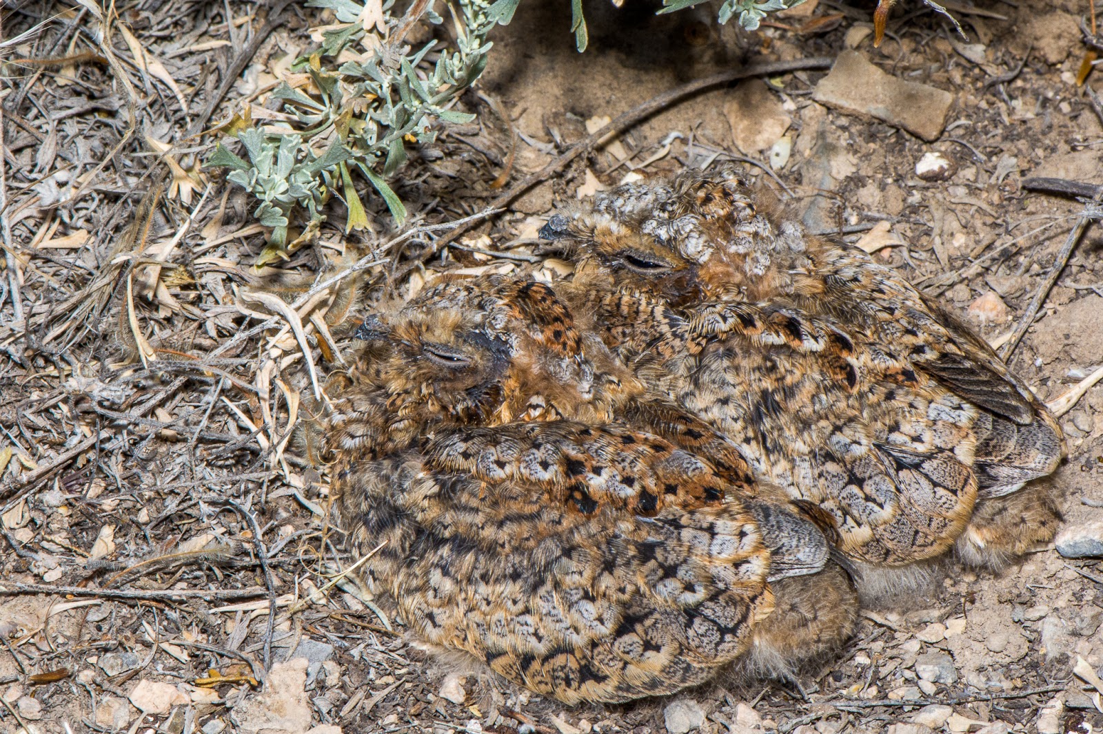 NeoVista Birds and Wildlife: Monitoring a Common Poorwill Nest Site