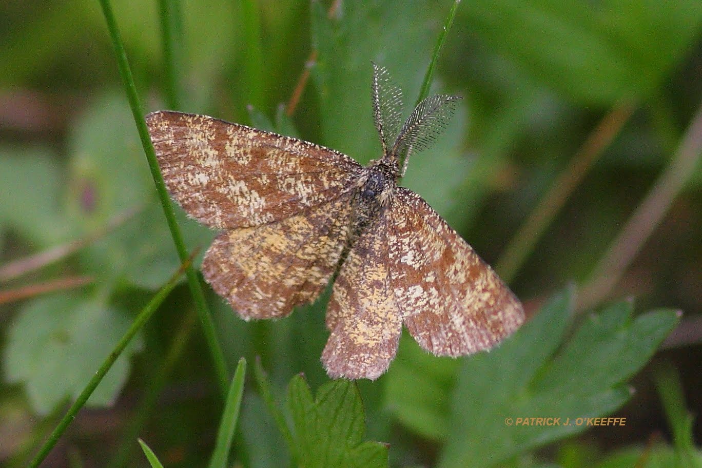 Raw Birds: COMMON HEATH MOTH (Ematurga atomaria) [male] Belarus