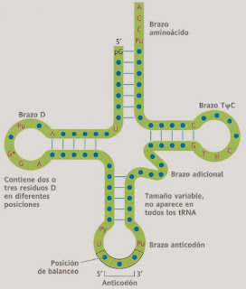 La base molecular de la herencia