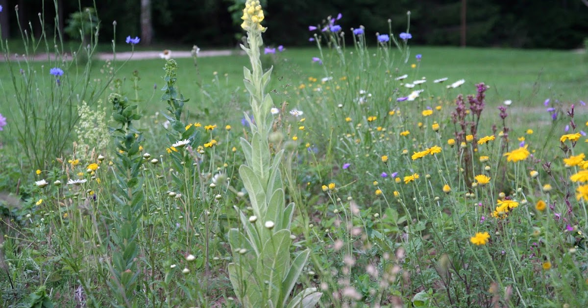 Evely Ustavi aiajutud: Eesti looduslikud taimed haljastuses
