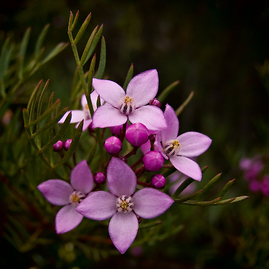 Beauty Of Flowers: Boronia