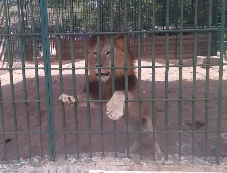 Explore Tanzania Adventures: THE LION TRY TO BREAK THE CAGE