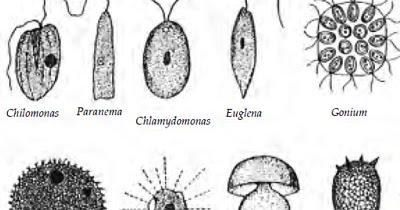Protozoa Protoz (Pertama) Zoon (Hewan) Macam - Macam Protozoa ...