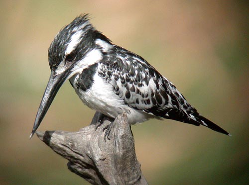 BIRDS: Pulli-ponman, Pulli meenkothi