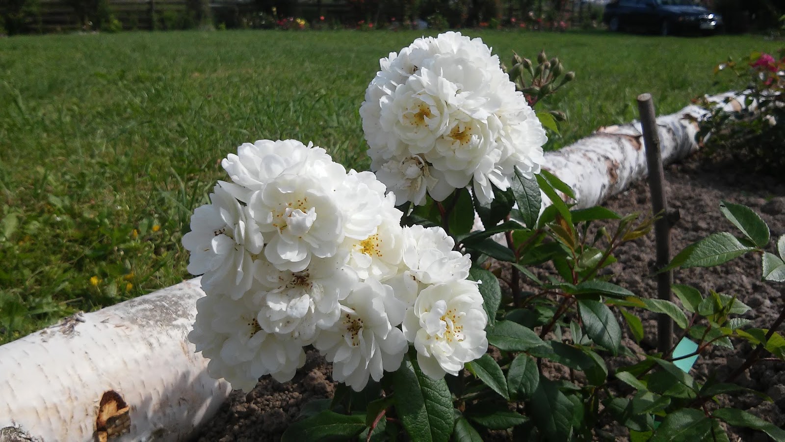 Ranczo Elma: Róża (Rosa) Waterloo