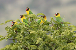 Parrot's Paradise.: Agapornis Personata (Personatus) | Masked Lovebird