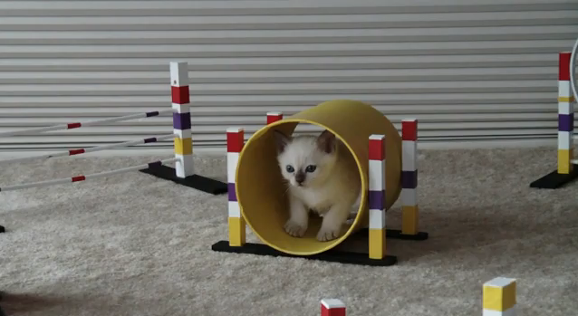 Catsparella: Kitten Agility Training