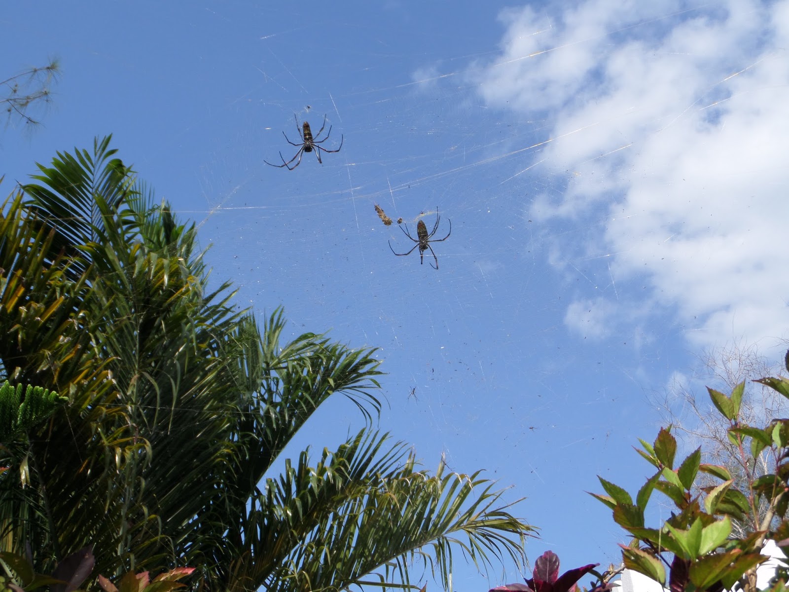 Rindi's Musings: Spiders in Tanzania