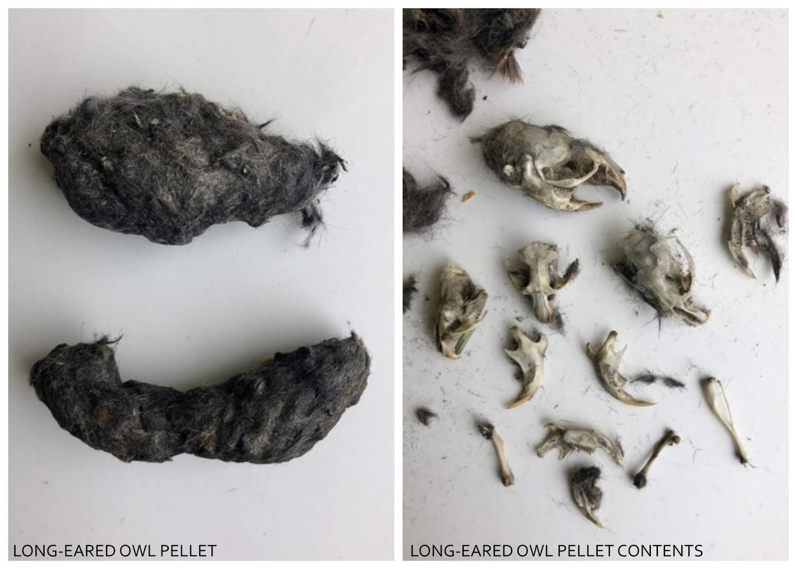 Out of the Mouths of Owls: Casting Pellets | Nature Notes Blog