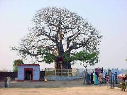 Kalpa Taru Hamirpuronline Hamirpuronline