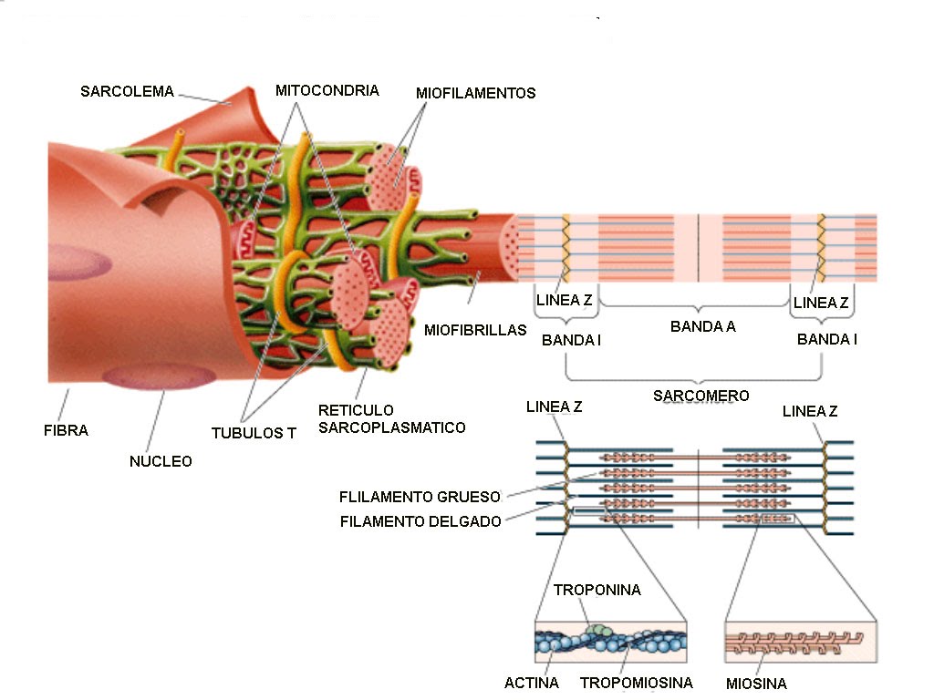 Personal Trainer Felipe: Anatomia da Célula Muscular