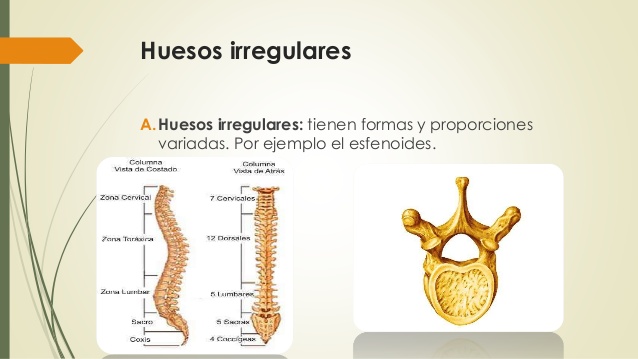 Clasificacion de los Huesos