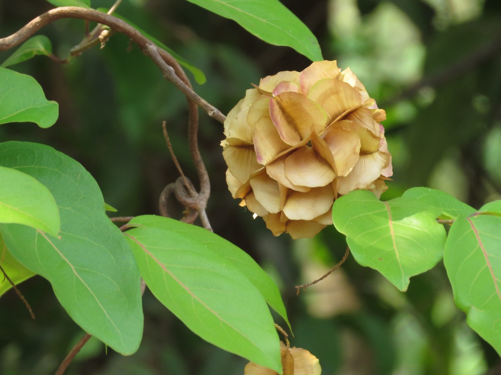 Report of the Western Ghats Ecology Expert Panel - Part I - 8. Develop ...