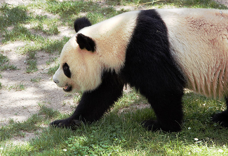 Foto-Natura-Huesca: OSO PANDA GIGANTE Ailuropoda melanoleuca Jean ...