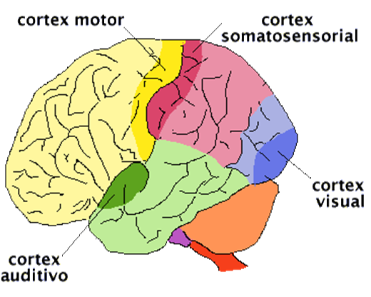 Psicología Clínica DM: Análisis de un Compañero
