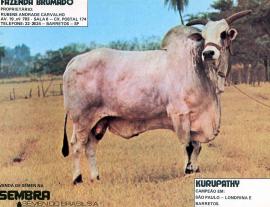 Criador e Produtor: Raça Nelore o Carro Chefe Brasileiro