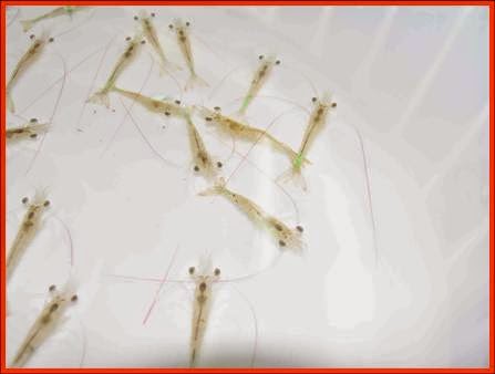 Macrobrachium rosenbergii, The Freshwater Prawn.: Cara Pengasingan ...