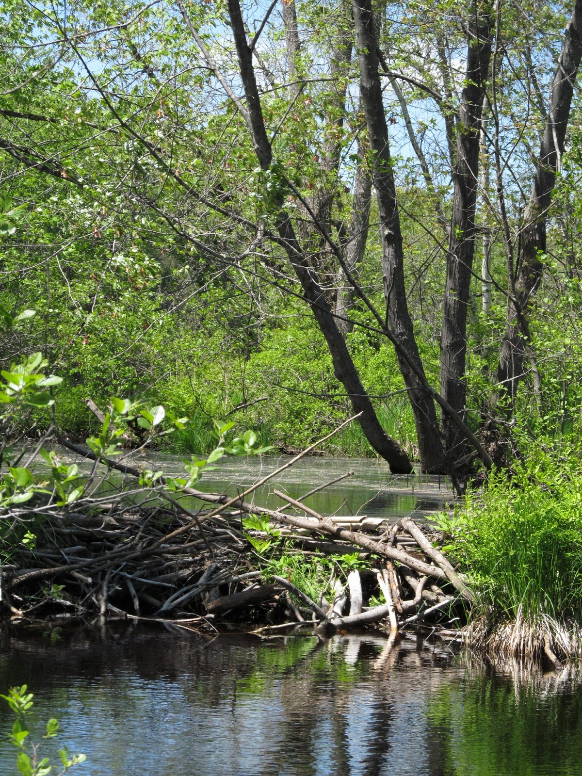 Recreational Kayaking in Maine: Lovewell Pond... and Brownfield Bog