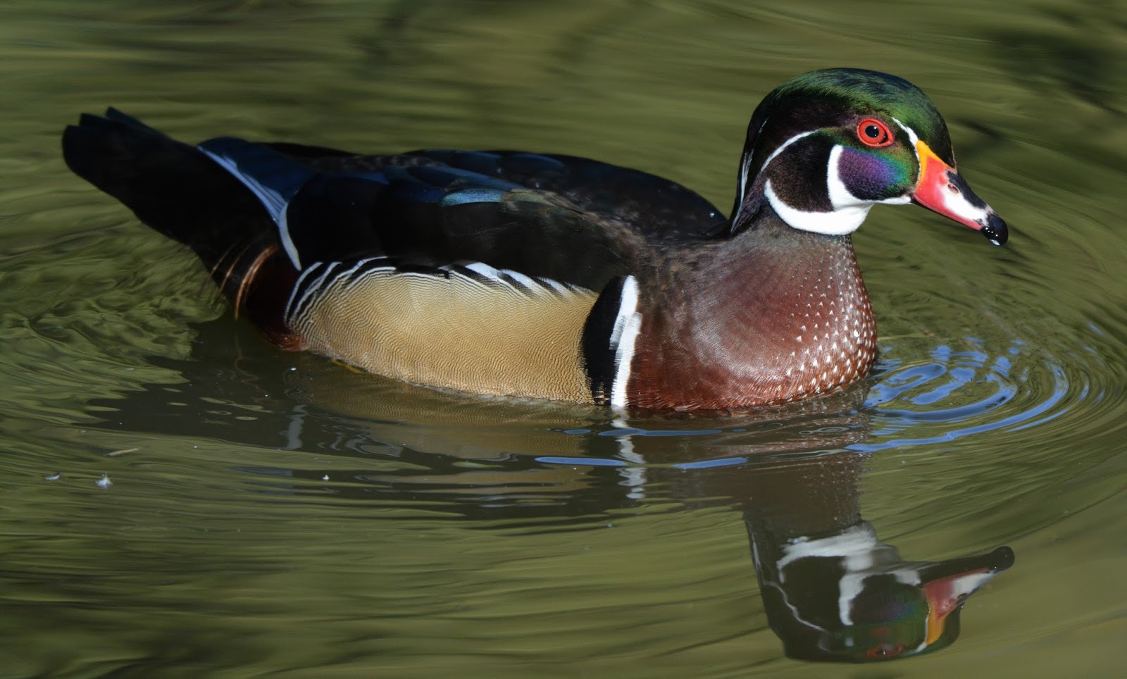 Las Aventuras: Las Aventuras: Arizona Waterfowl