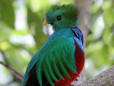 Pasari frumoase: Pupăza-Pupaza este o pasare colorata unica prin ...