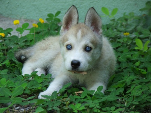 Perro lobo tiernos - Imagui