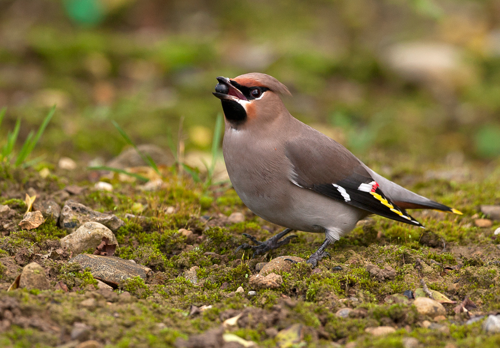 Steve Race Wildlife Photography: Waxwing Invasion