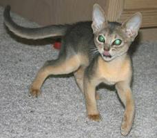 Encyclopedia of Cats Breed: Black Abyssinian Cat