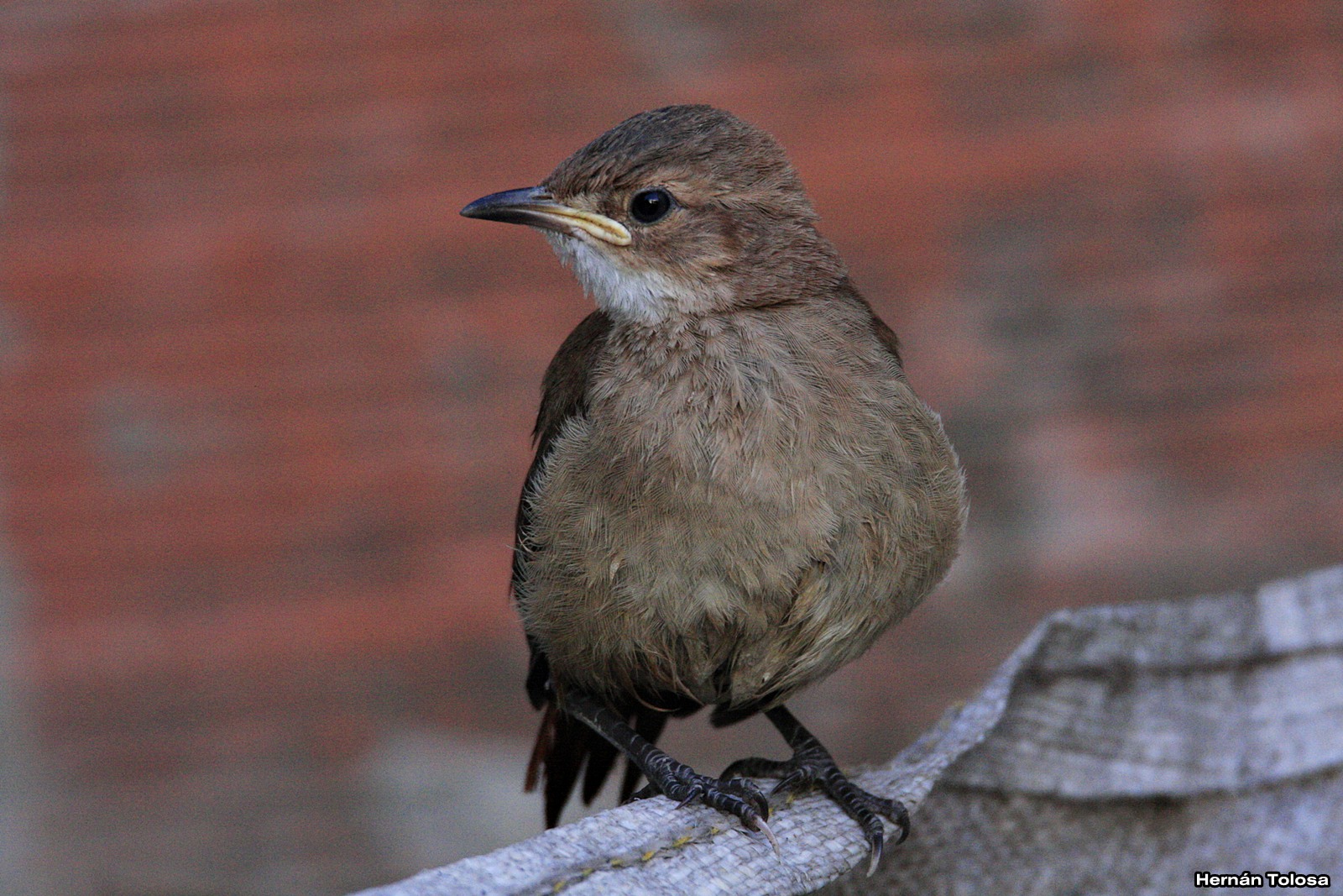 Aves de Argentina: Historia de horneros