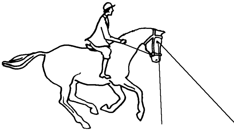 A Thought for the Horse... : FAQ: Equine Vision