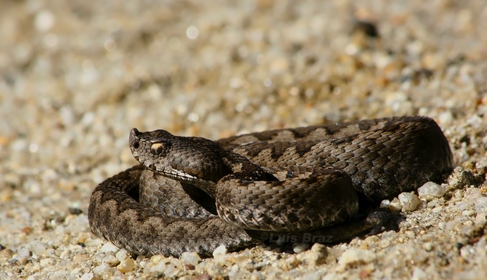 UM DIA DE CAMPO: Víbora-cornuda - Vipera latastei (Boscá, 1878)
