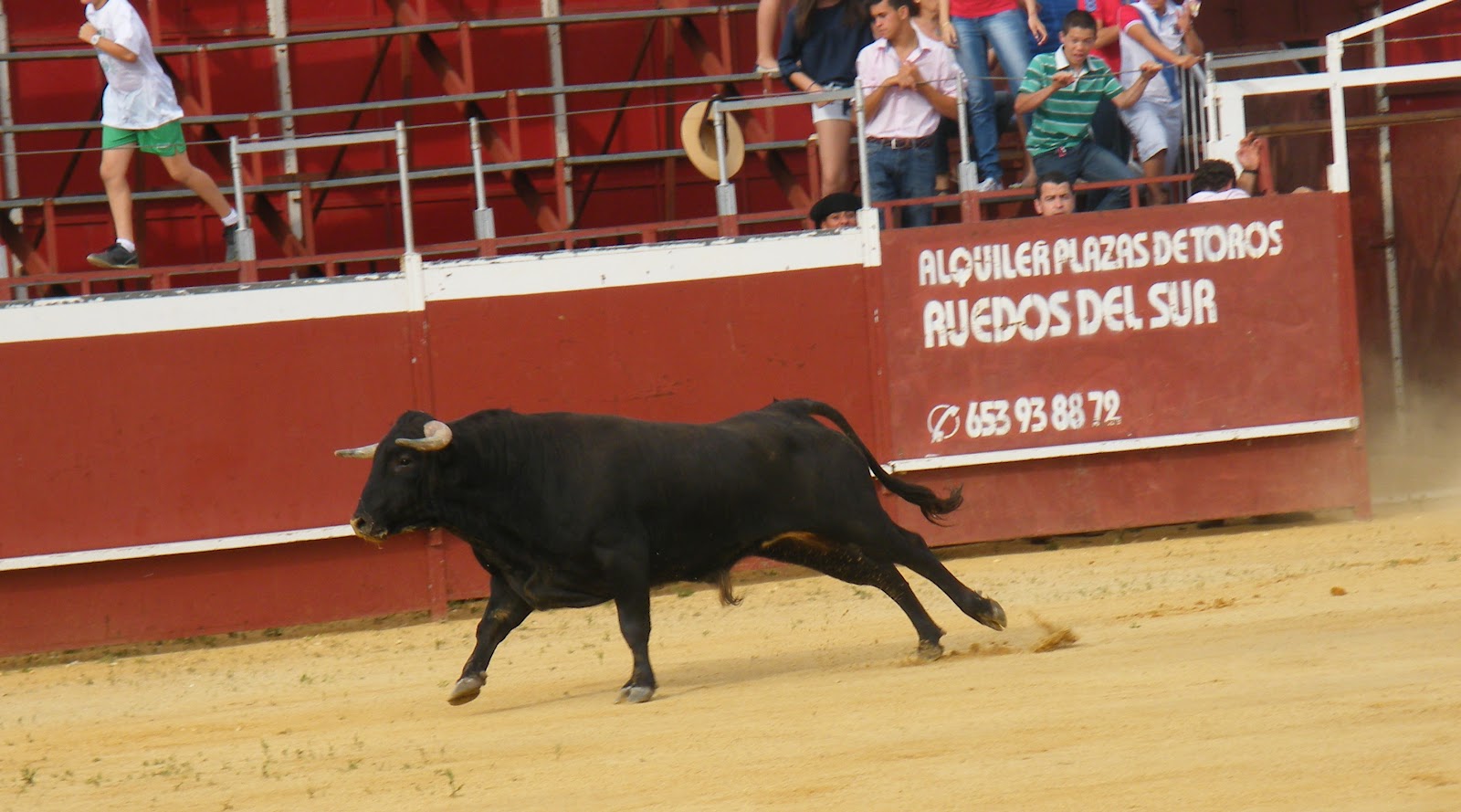 Blog Taurino Remellao : EXCELENTES NOVILLOS DE "EL TORERO" EN SAN JOSÉ ...