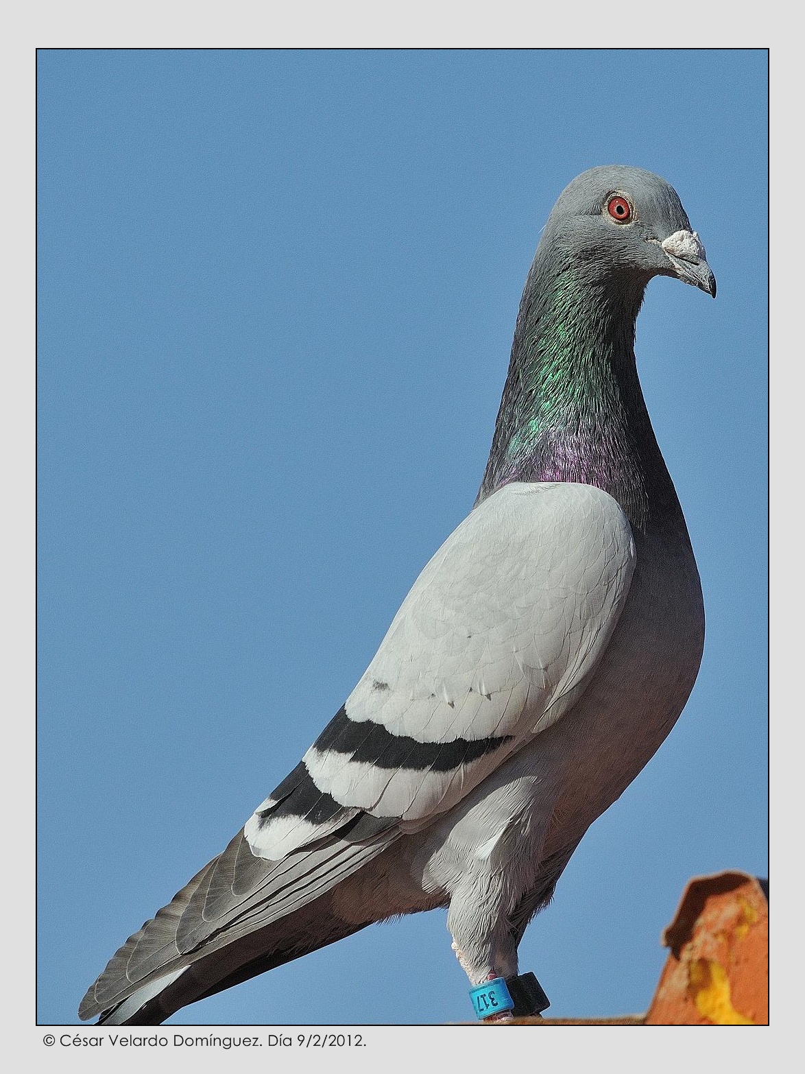 Palomas Mensajeras: LA PALOMA: ANIMAL GREGARIO