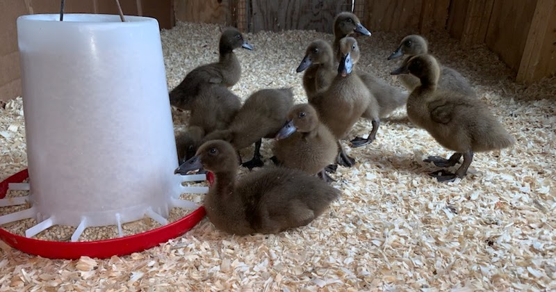 This’N’That Family Farm: Alexia's 4H Duck Project 2020