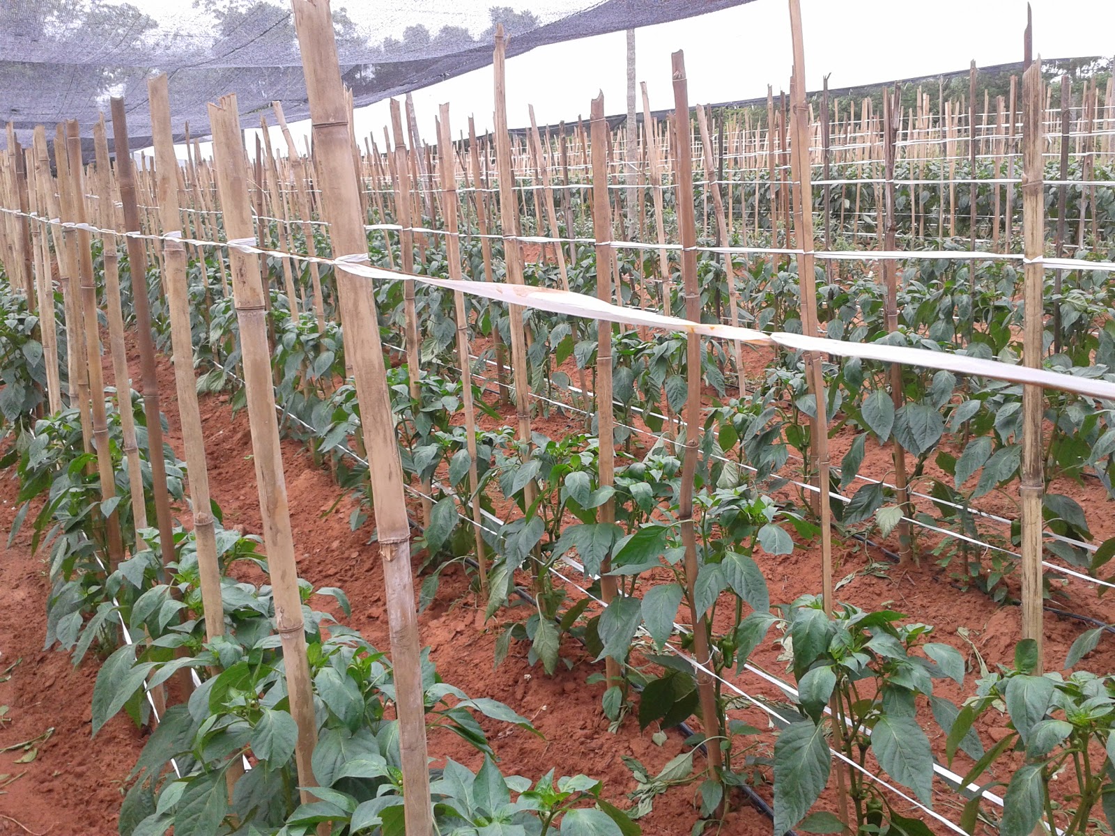 Paraguay: un milagro americano!: Locote paraguayo con calidad de ...