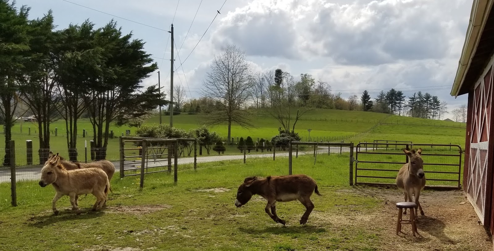 Our Tiny Farm NC in Western NC: Pictures of Our Mini-Donkeys